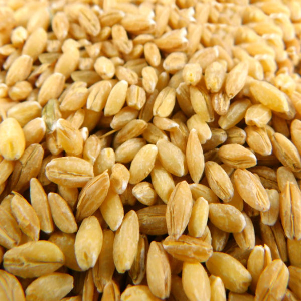 Cebada Perla | Precio Mayoreo y Granel. Central de Abastos. – Mayoreo ...